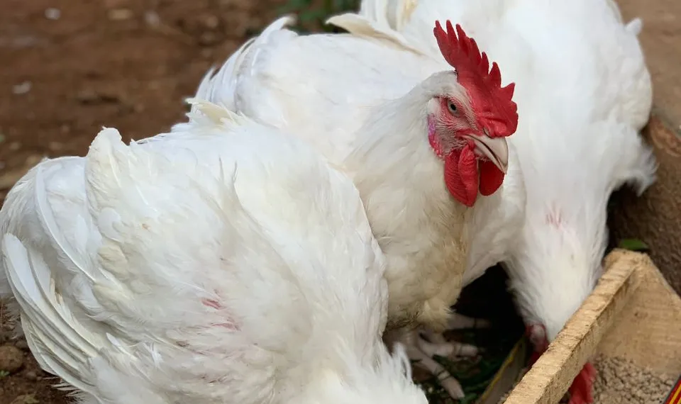 Court jails two for stealing chickens - PENPUSHING